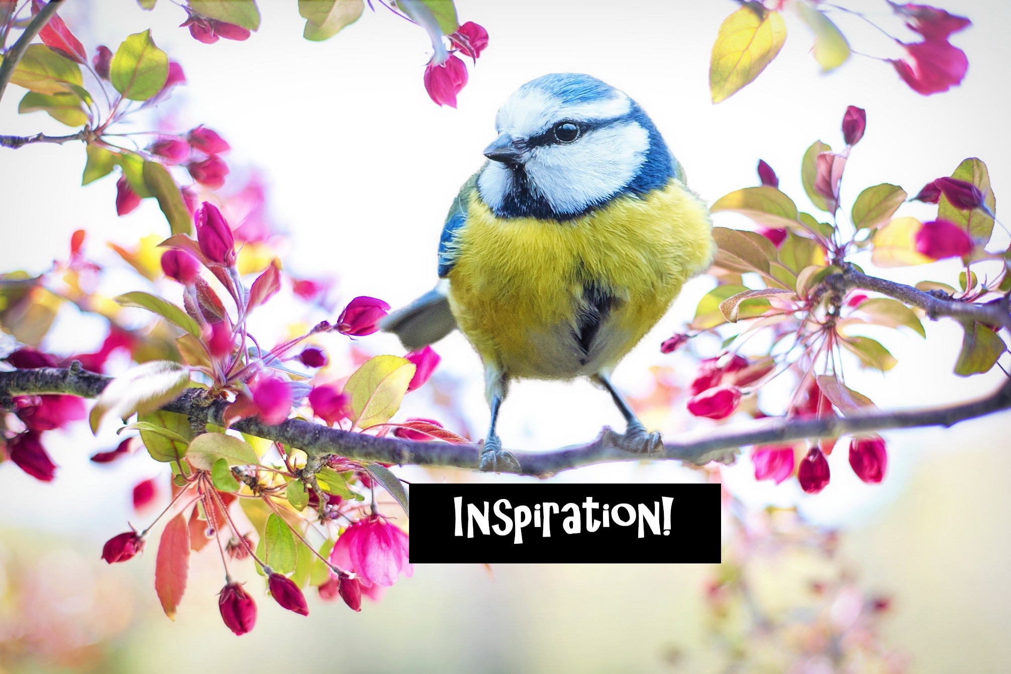 Reference Photo Spring Songbird Jill Wellington Pixaby – ZanArt